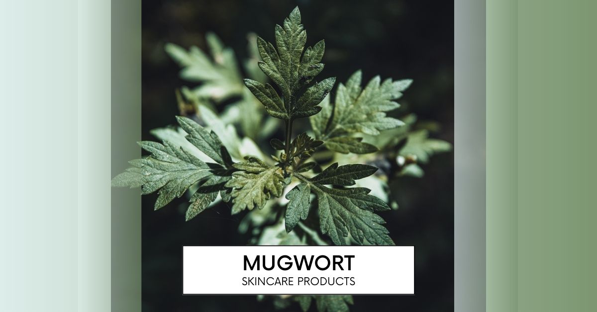 5 Skincare Products with Rich Mugwort Extract for Radiant Skin - Dry ...